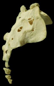 The Luz — the Living Bone of Resurrection | Time of Reckoning Ministry
