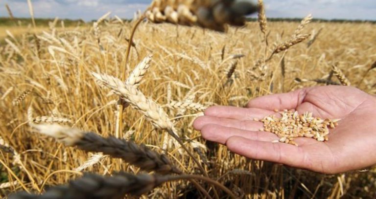 Plucking the Grains and the Laws of Men | Time of Reckoning Ministry